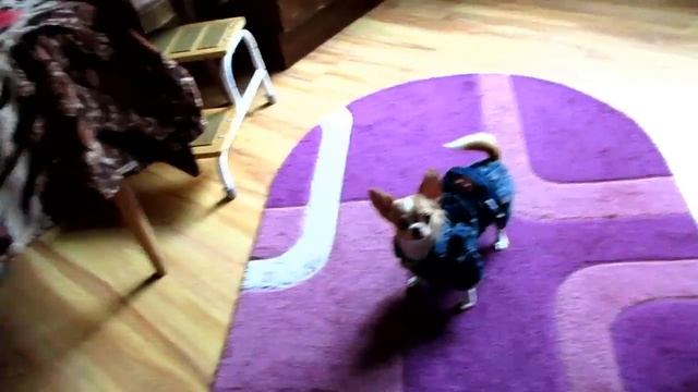 Посылка с алиэкспресс. Одежда для собак. Тёплый комбинезон для собак.A parcel with an aliexpress.