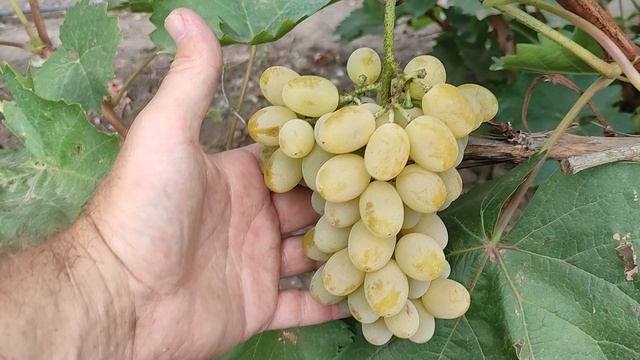 Пасынковый урожай на винограде Плевен устойчивый (Августин)