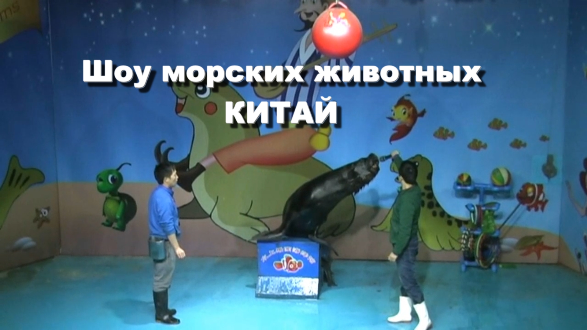 Тюлени и морской лев удивляют зрителей в Китае #shorts