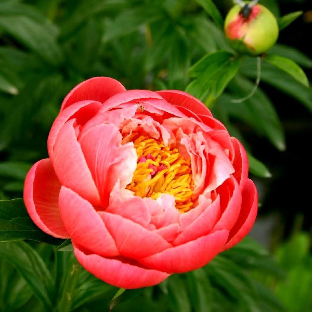 наши пионы.