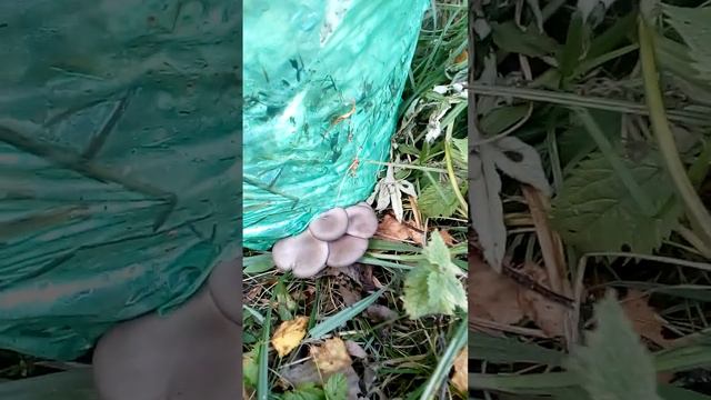 Как посадить грибы вешенка