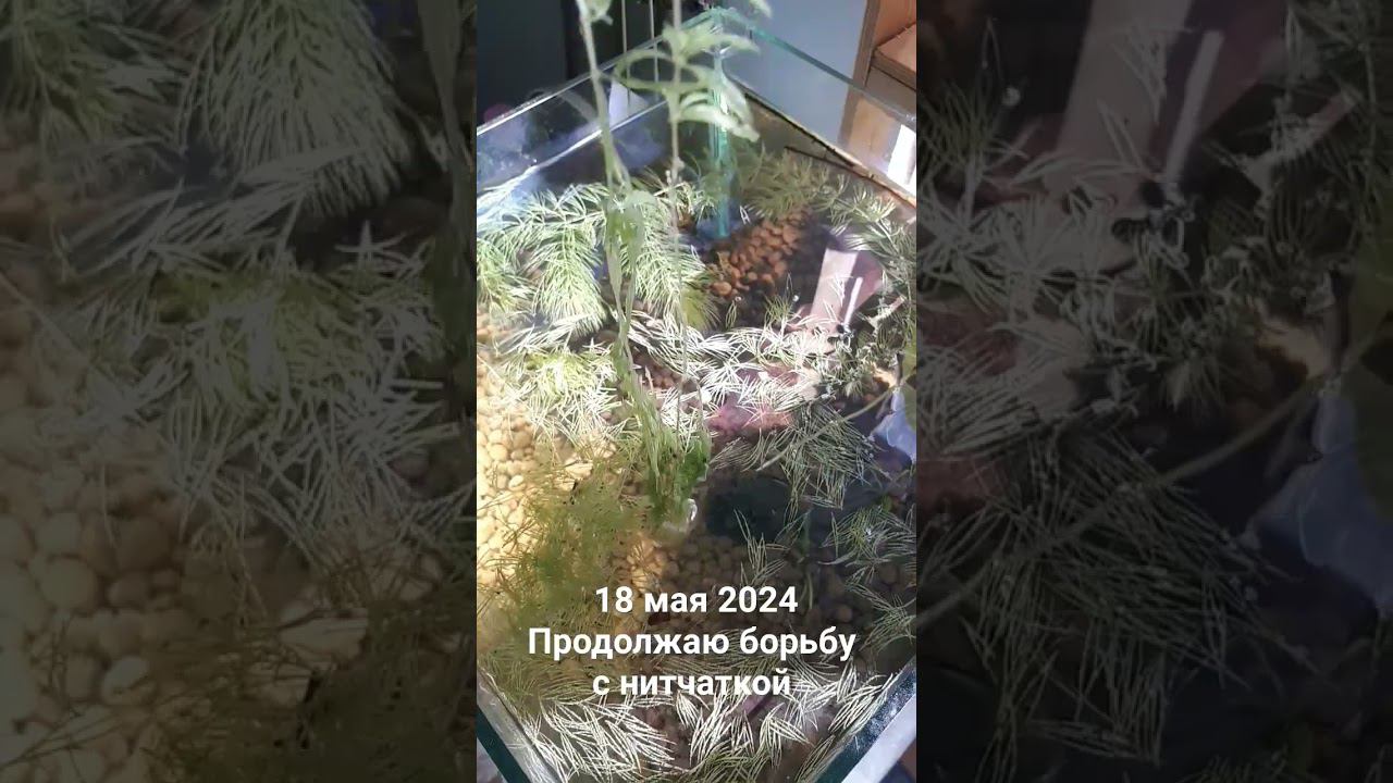 Нитчатка в аквариуме (2 часть)