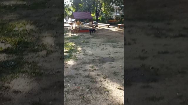 СОБАКА ИГРАЕТ ТРЯПОЧКОЙ