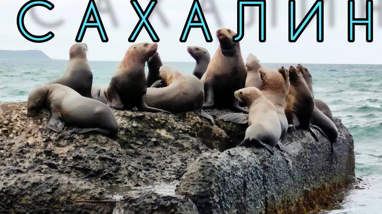 САХАЛИН. День в Южно-Сахалинске. Цены на Сахалине 2023. Едем в Невельск, увидели Сивучей!  #1