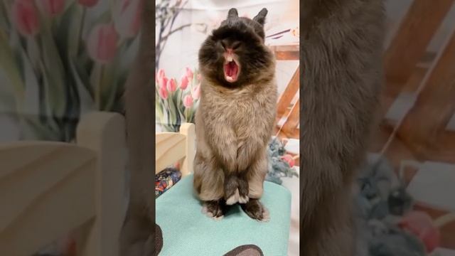 Кррлик смеётся ?