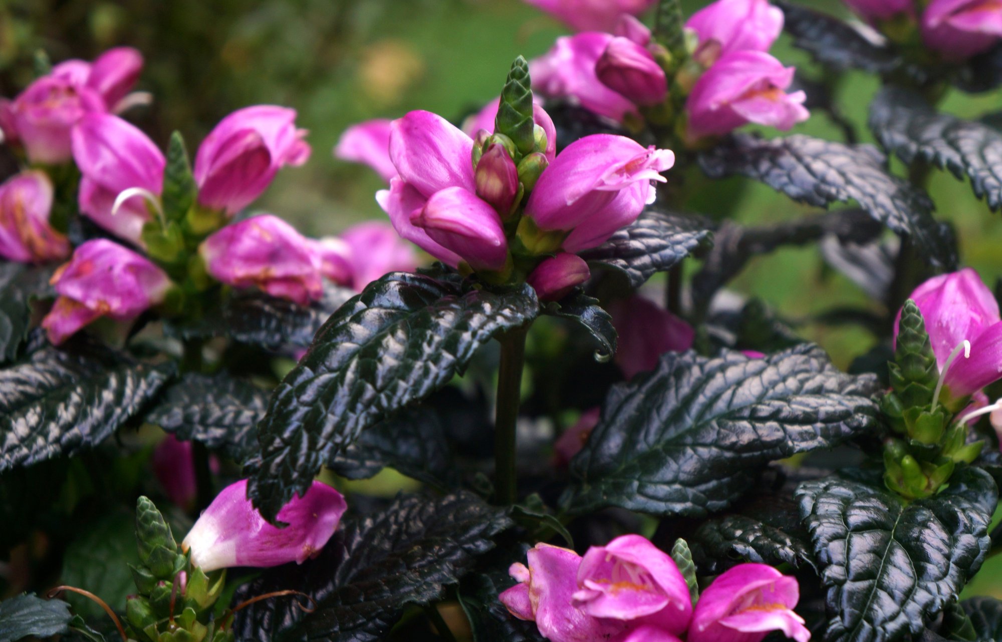 Хелоне Chelone РЕЛАКС ТЕРАПИЯ ИМПРОВИЗАЦИЯ композитор Виктор Анохин #музыка #piano #цветы #bossanova