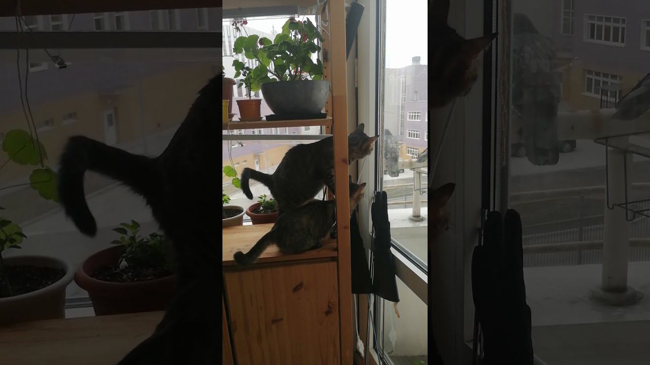 Кошки такие кошки Граница на замкеcats