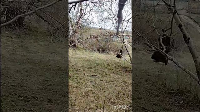 Монолог Кара из спектакля «Хайыраан бот» , 3 возр кат,  рук Монгуш Чочагай Юрьвна, СОШ с Суг-Бажы