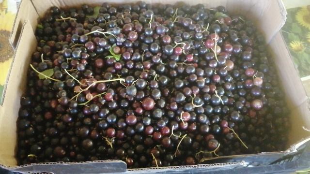 Урожай 24-го июля