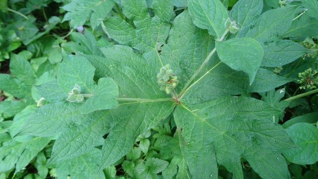 Ботанический сад Орхус, Дания, 12 июня 2024