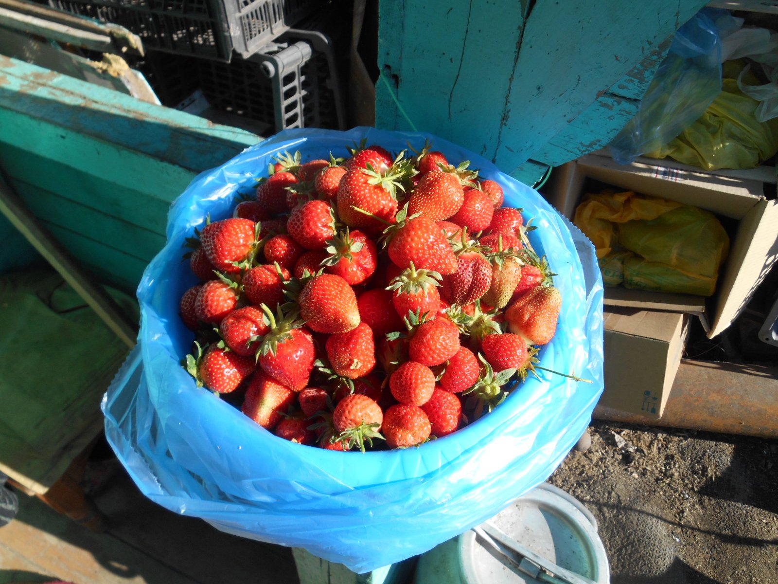 Первый опыт, клубника в "балагане"