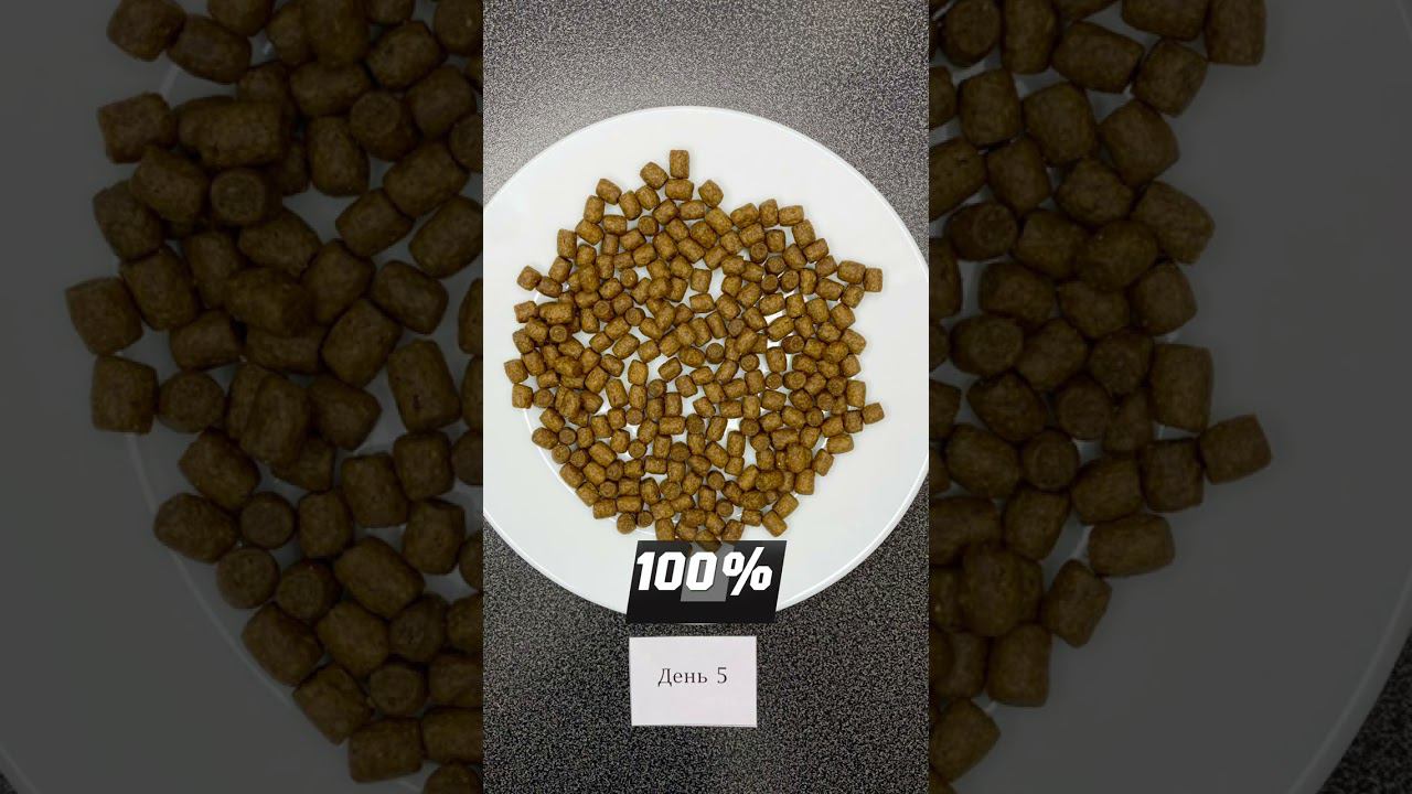 Как избежать проблем при смене корма кошки #probalanceкорм #кормдлякошек