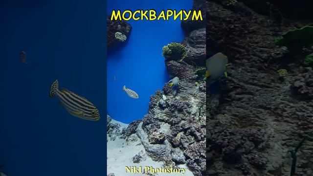 МОСКВАРИУМ ВДНХ.Океан в городе.Акулы, скаты и другие обитатели.Виртуальная Экскурсия.Часть3 #Shorts