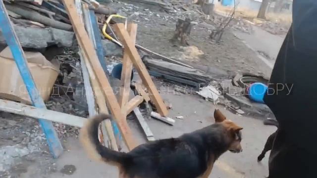 Животные Авдеевки