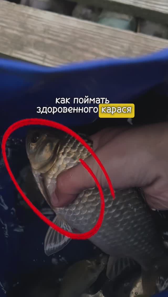 Карась Будет Клевать Используй ЭТОТ МЕТОД #карась #рыбалка #дача