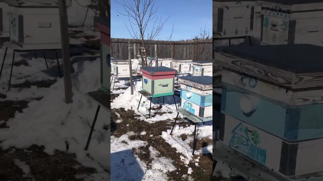 Пчёлы начали летать #pereborovobee #пчеловодство #bee #пчеловод #пасека #медовик