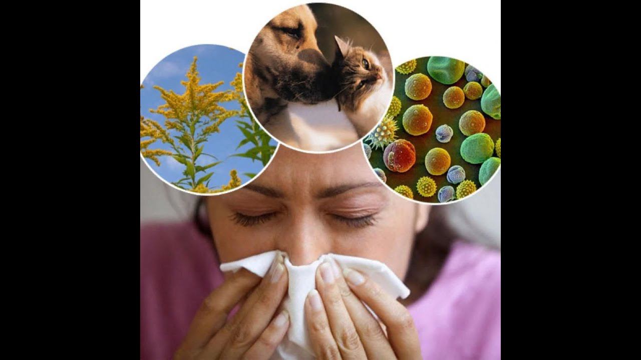 Профилактика и реабилитация аллергических заболеваний с применением Цеолитсодержащей продукции