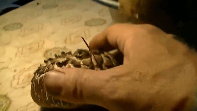 Гриб похожий на ежа The mushroom looked like a hedgehog