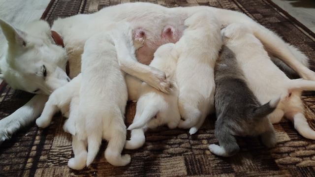 Две недели после рождения. Шестеро щенят. Лакомиться молоком