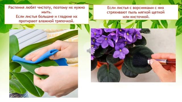 Видео-урок. Тема_ _ Мы дежурим в уголке природы_