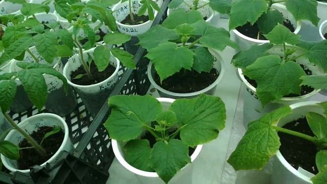 Не повторите мою ошибку