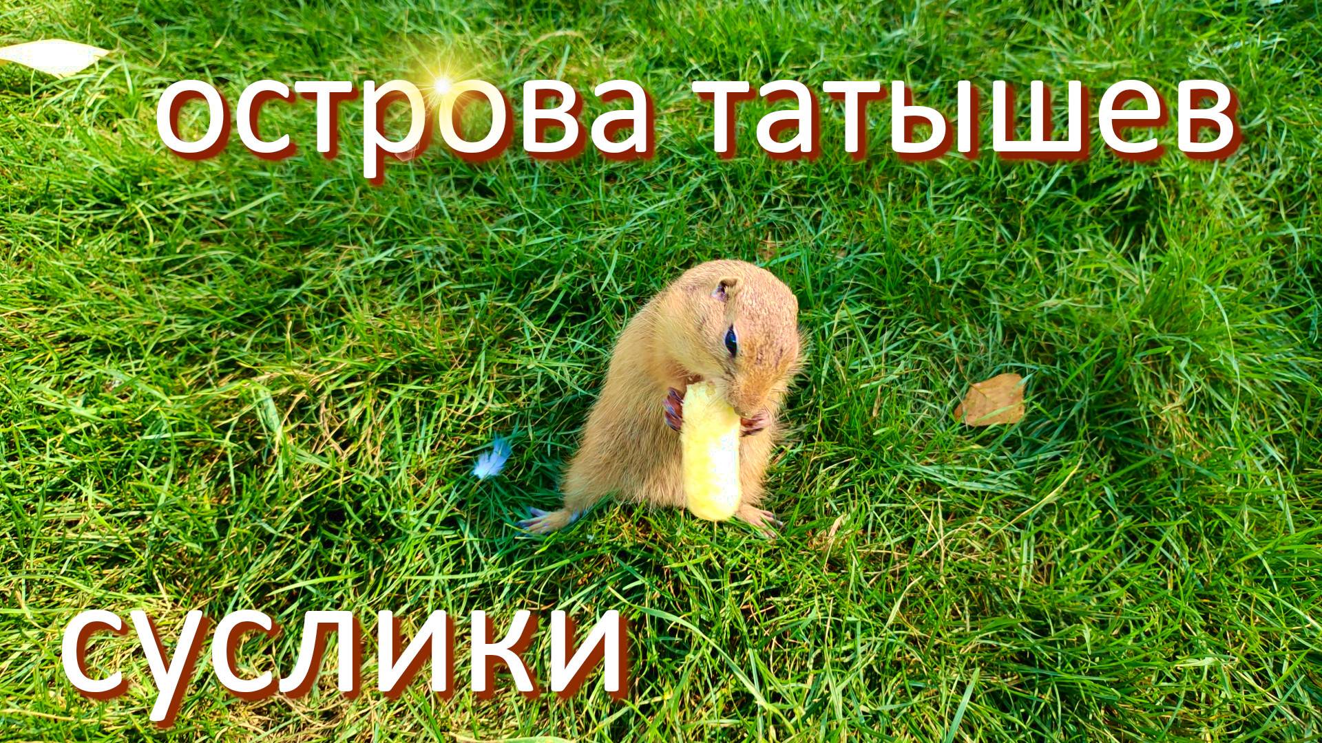 Суслики острова татышев, Красноярск