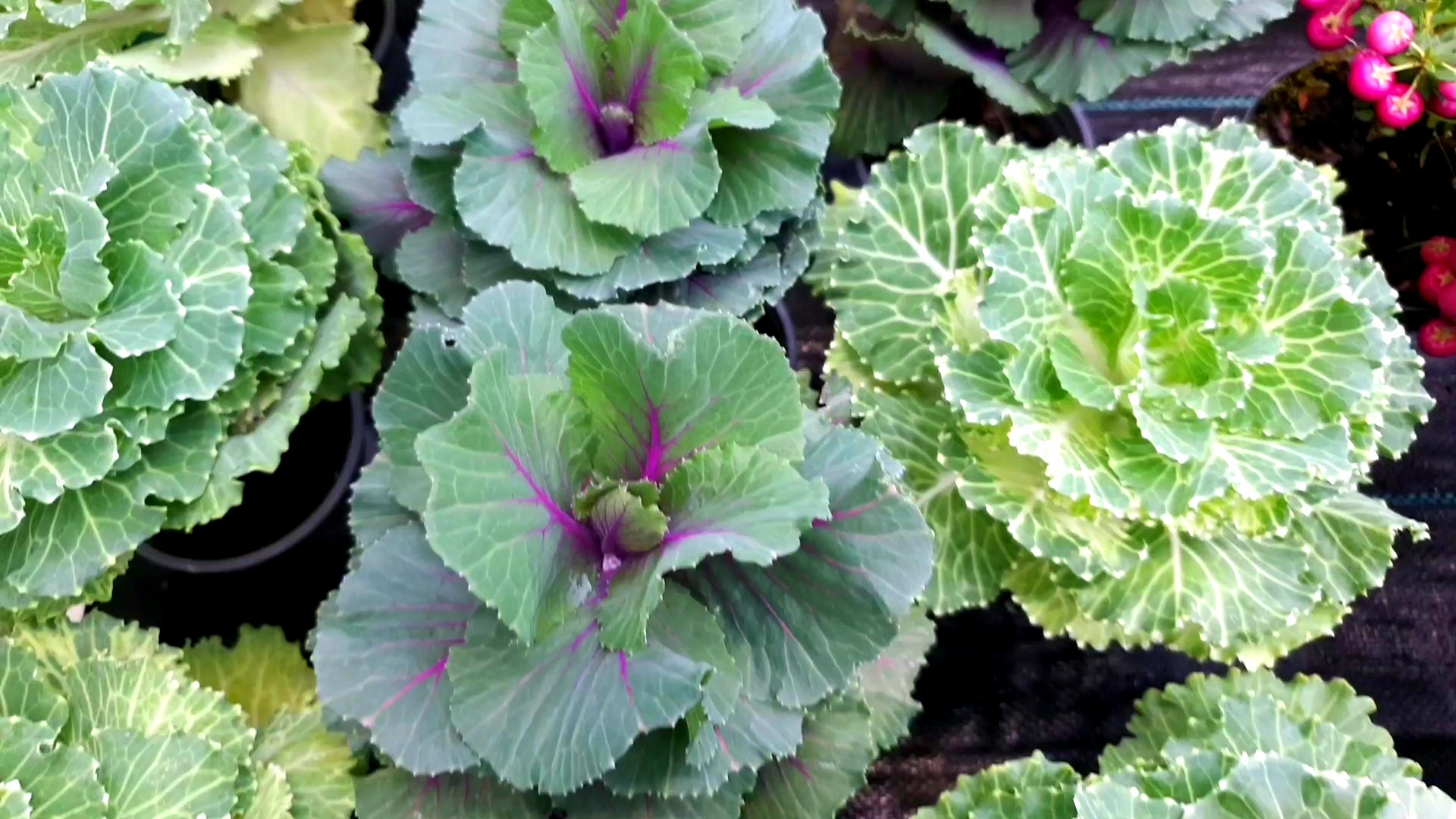 ??БАУЦЕНТР⚘?Садовые Растения??