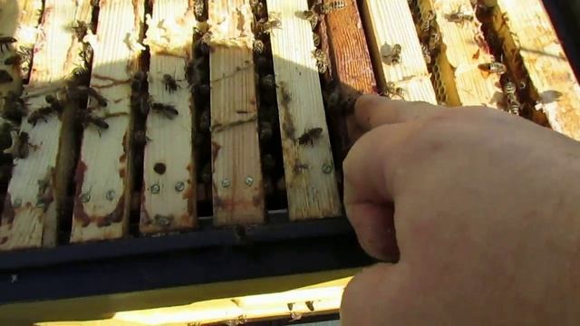весенний медосбор - Дадан с магазинами, 7 рамок под расплод, остальные рамки под мед