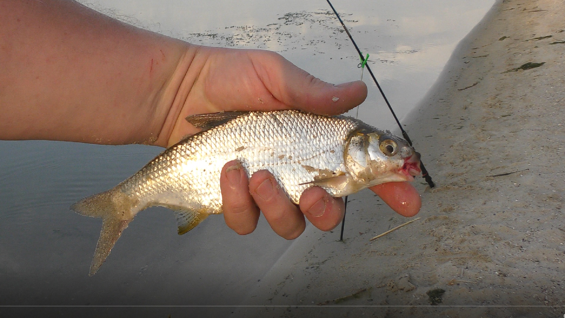 Рыбалка, рыбец ночью и отдых на Дону