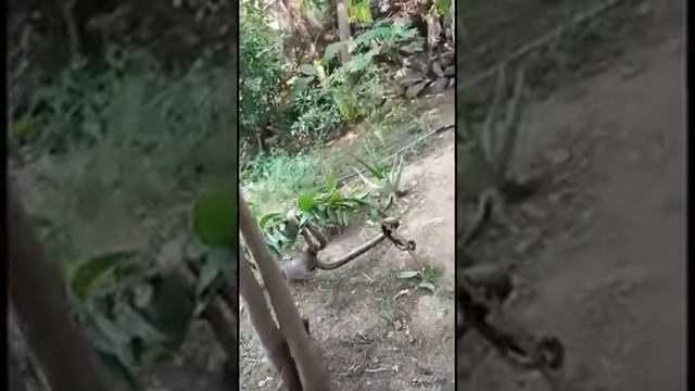 Проклятая природа