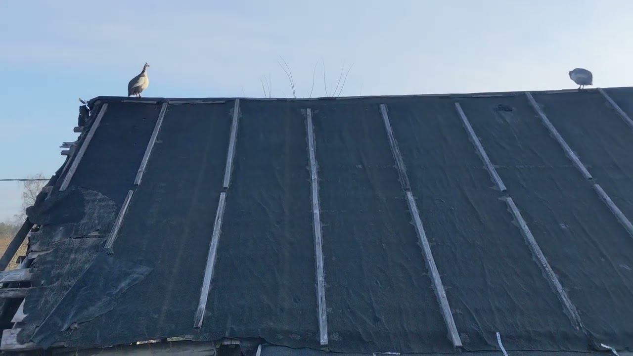 Звуки Ширама