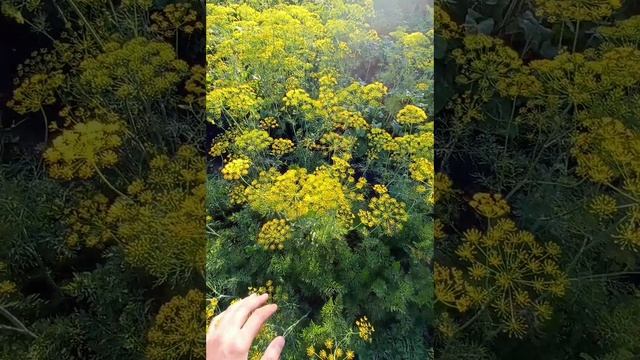 #огород  #красотаприроды #лето