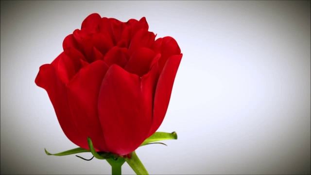 Роза (футаж) - Rose.mp4