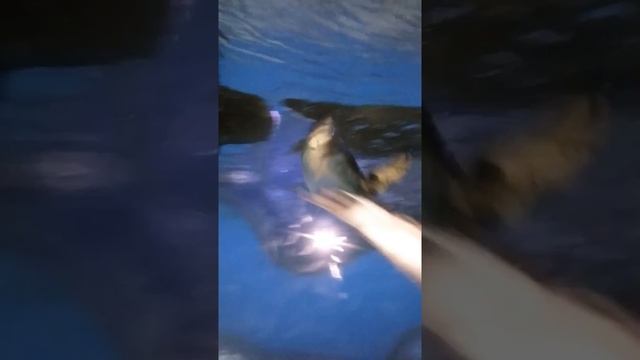 Шустрые пингвины