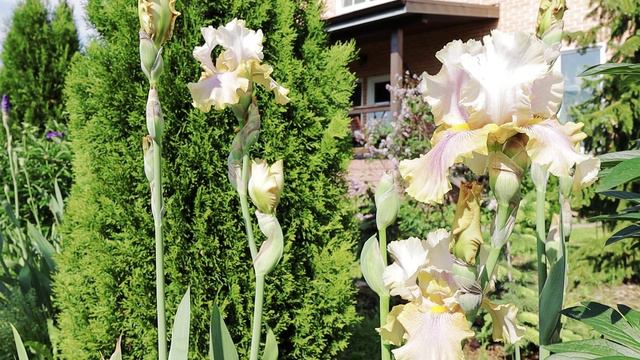 Бородатые ирисы в моем саду