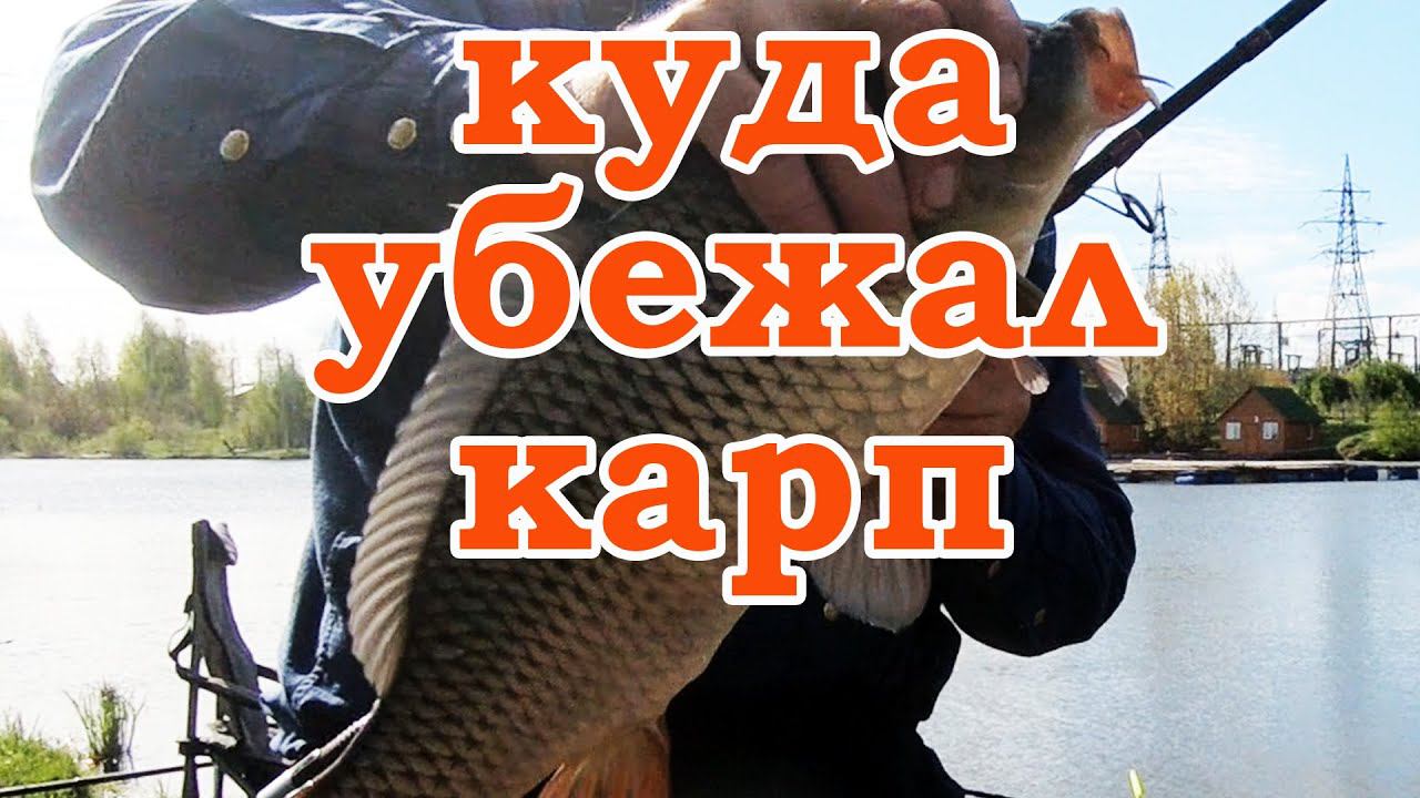 Куда убежал карп Прикормка для карпа