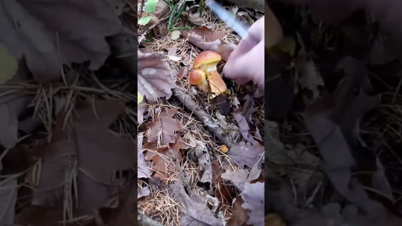 Незаметные маслята