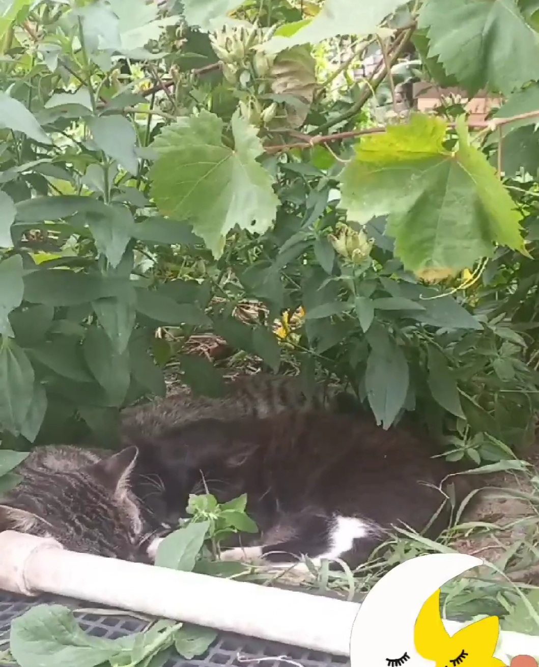 У котиков тихий час.#Shorts