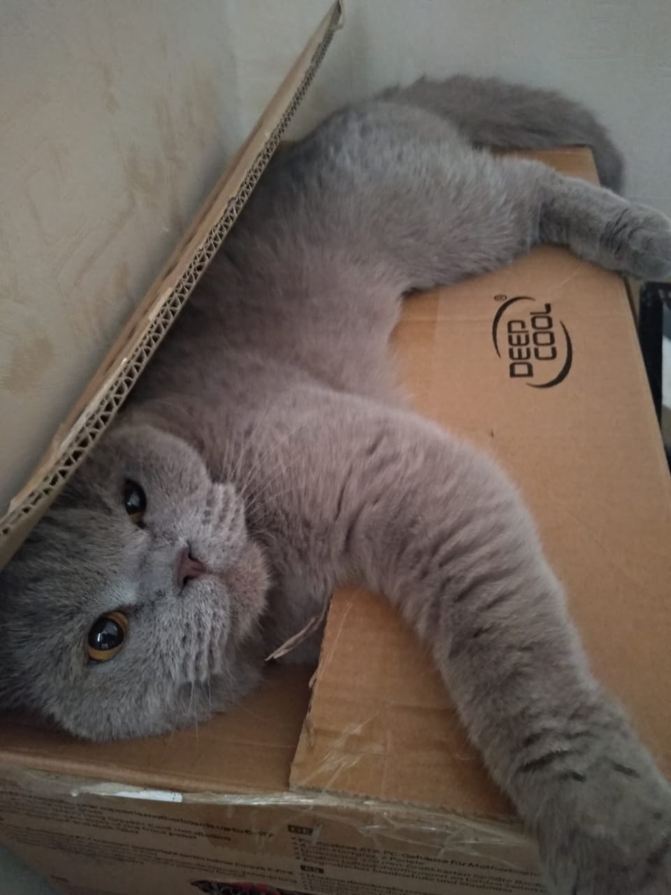 Шотландская вислоухая кошка#Коты # Скоттиш-фолд