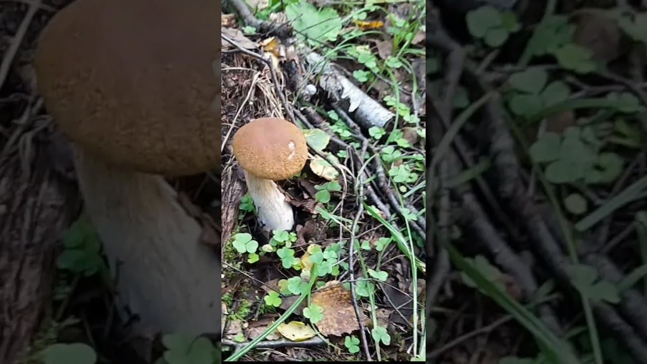 Белые грибы, негде пройти #деревня #лес #грибы