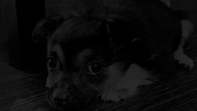 Грустный рассказ со счастливым концом - Верный друг.