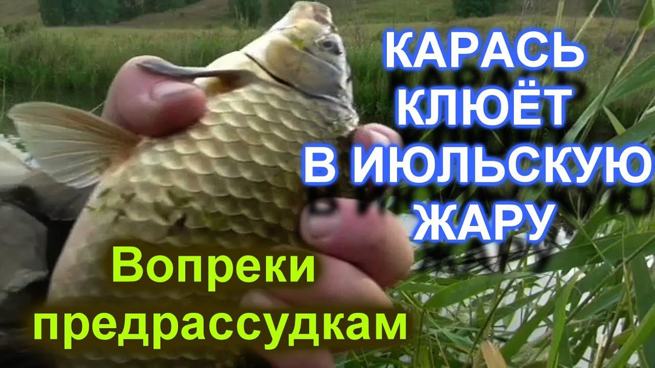 Страсти по карасю. Клюёт карась в июле. Карась Карась Карась