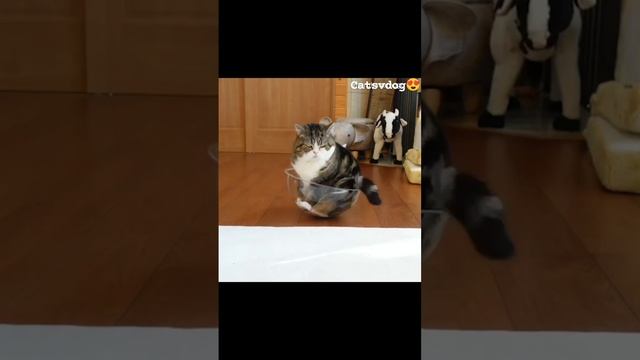 Смешные коты - Кот влез в чашку! -Тренды из Тик тока 2022! #3