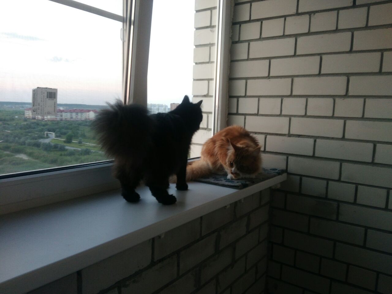 Мей-кун и Сибиряк на обновленной лоджии 6.08.2022