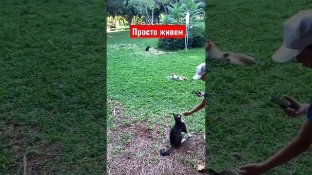 Парк кошек. Турция ??.