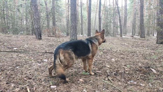 Nora на страже