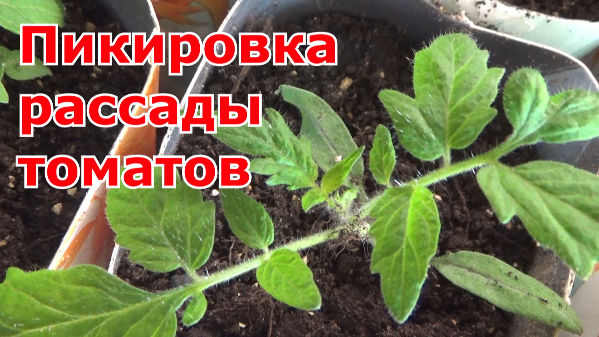 Пикировка рассады томатов без секретов. Рассада помидоров не вытягивается.