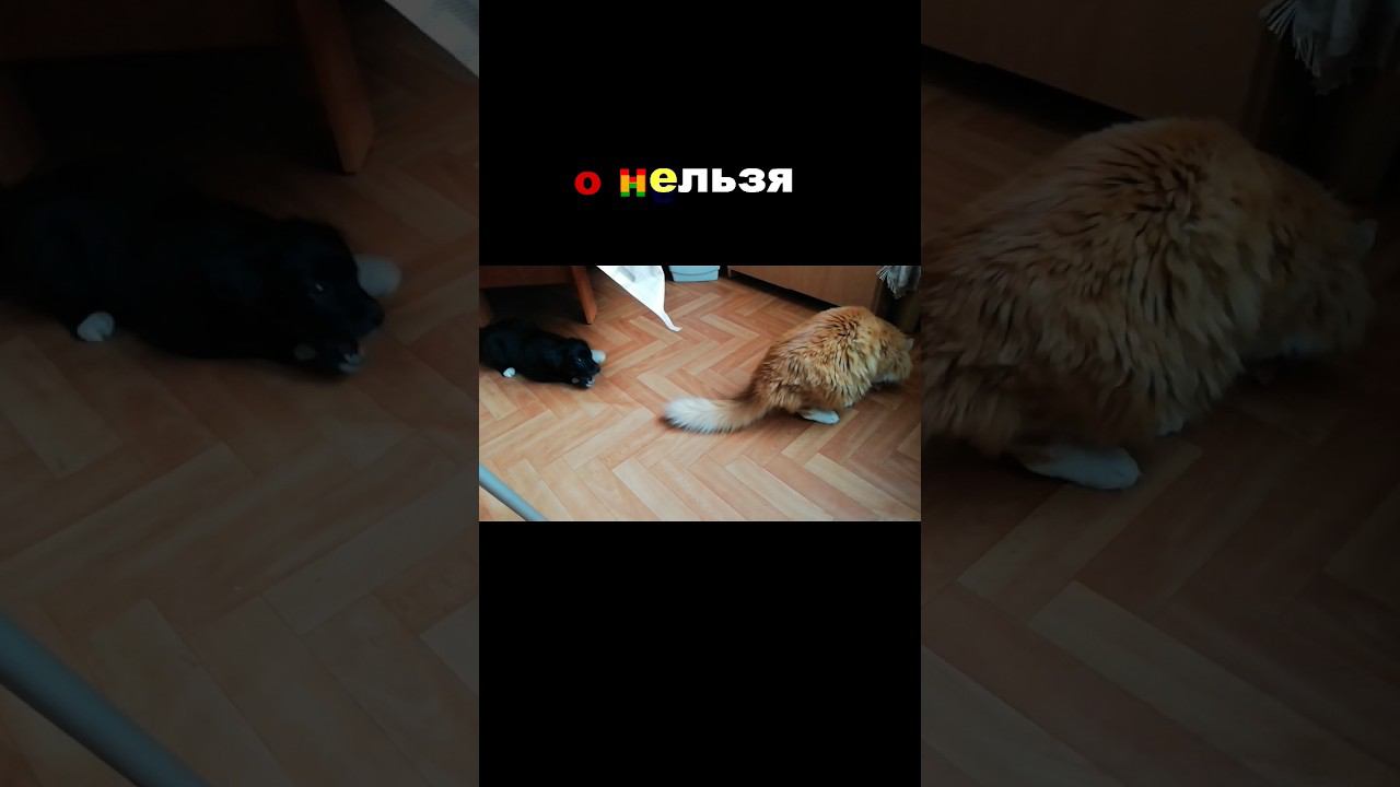 Когда очень хочется, но нельзя😂😂😂 #котисобака #собакиприколы #собакищенки