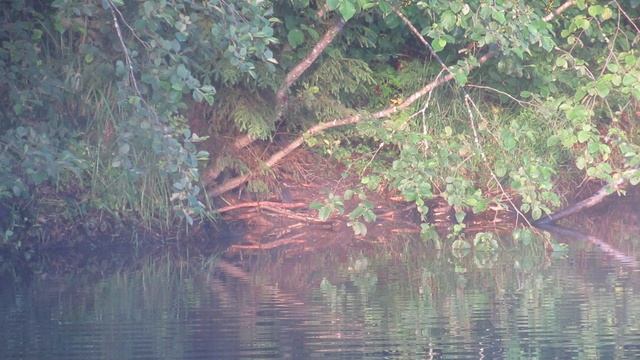 Бобр вылезает на берег. Видео снято на рассвете
