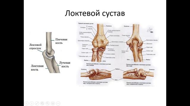 Биология, Остеология 3 день 2 часть